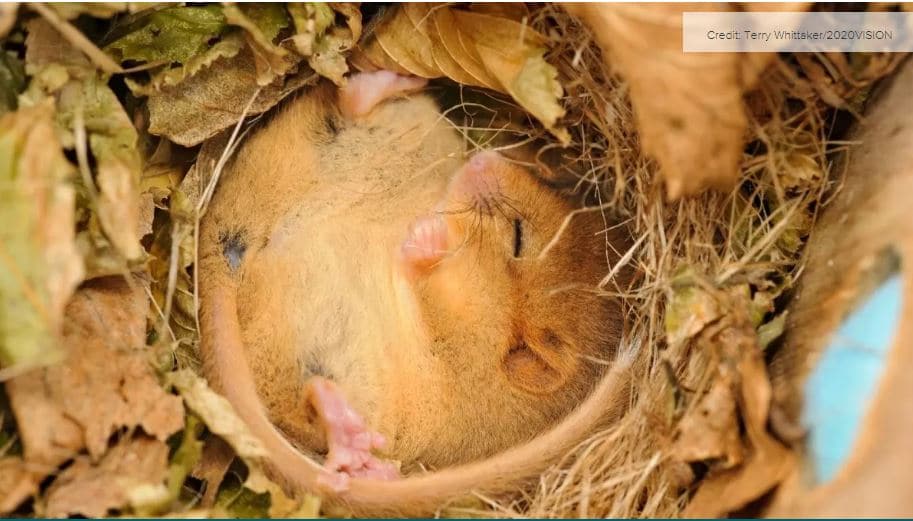 Restore Surrey wildlife – Space 4 Nature – Surrey Research Park